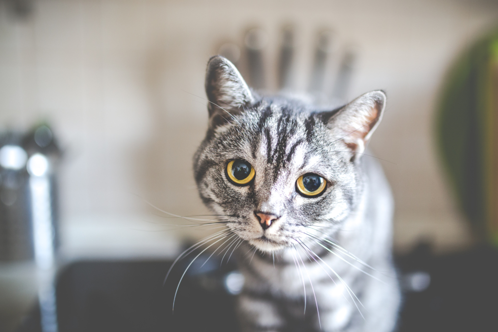 Vafo Group eyes new pet food acquisitions across Europe - Vafo