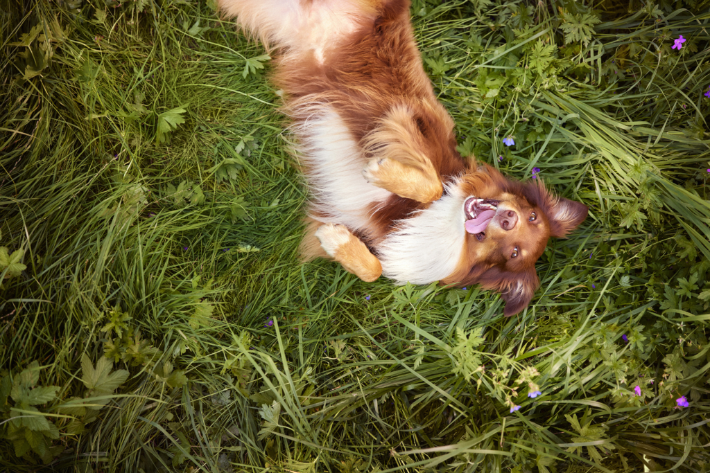 New Brit Care Sustainable: We love nature the same way our dogs do - Vafo