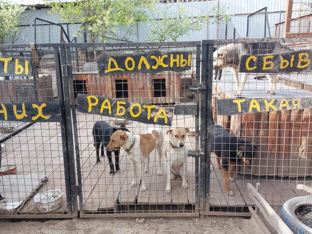 VAFO helps. In addition to donating more than 100 tonnes of pet food ...