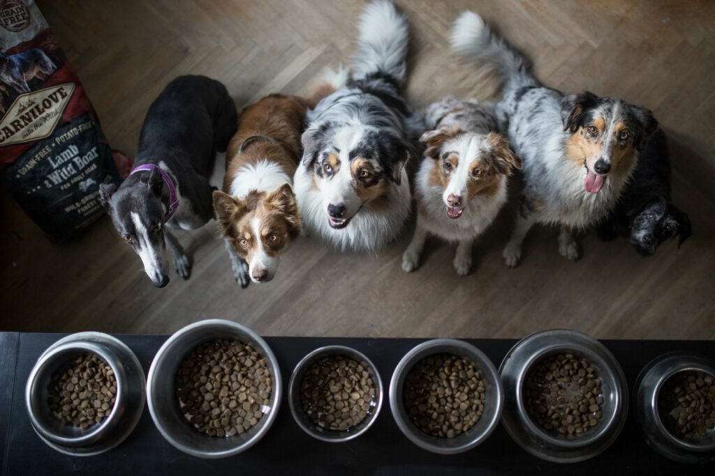 Vafo - European producer of superpremium pet food